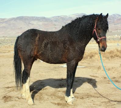 Curly Horse Stallion High Desert Equine Reno, Nevada